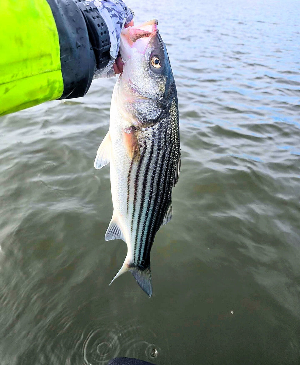 Back Bays Are Open And The Bass Are Back – Grumpys Tackle